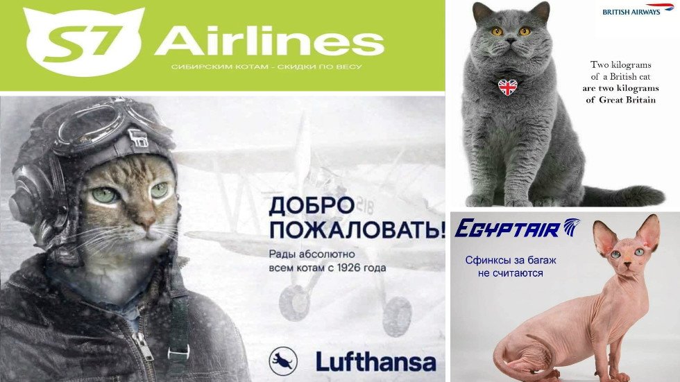 Aeroflot’s infamous fat feline crackdown prompts ‘outpurring’ of ...