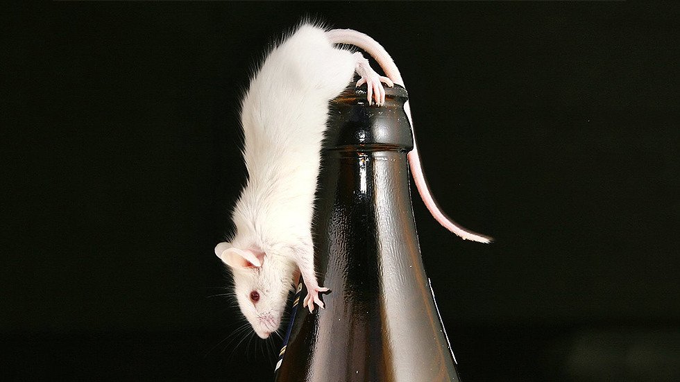 Cure for alcoholism? Scientists discover brain circuit that controls ...