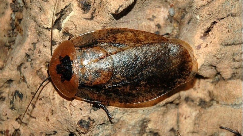 No patient too small: Russian vets perform successful surgery on a ...