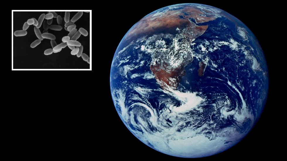 'Monumental': Scientists successfully grow mysterious ancient organism ...