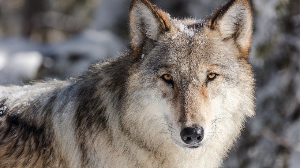 Real-life Wolf of Wall Street ‘blindsided’ with discovery its funding ...