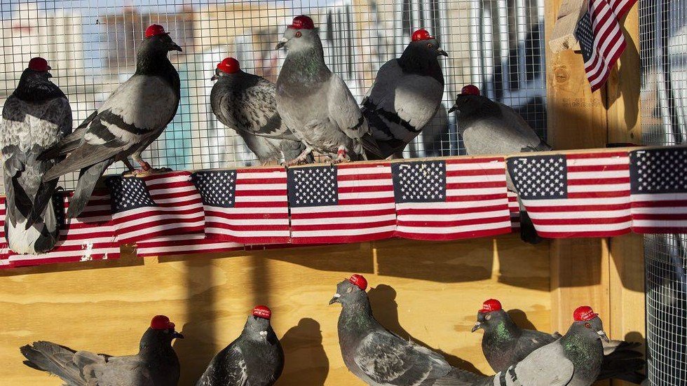 Mysterious ‘PUTIN’ group unleashes flock of MAGA-hatted pigeons in Las ...