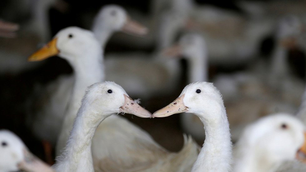 Not quack-checked! MSM dives for ‘Chinese duck army’ story as plague of ...