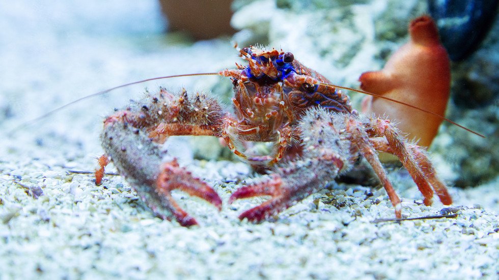 New Zealand beaches turn BLOOD RED after MILLIONS of lobsters die en ...
