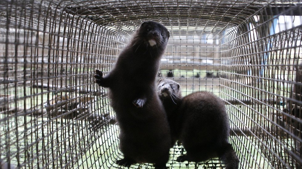 Denmark to kill 11,000 mink to contain farm coronavirus outbreak — RT ...