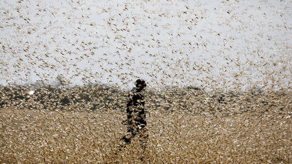 Weaponized wild: Scientists discover how to control locust swarms using ...