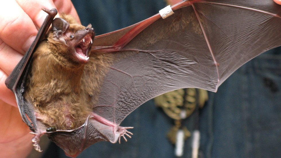 Covid-19 inspired field research finds previously unknown coronaviruses ...