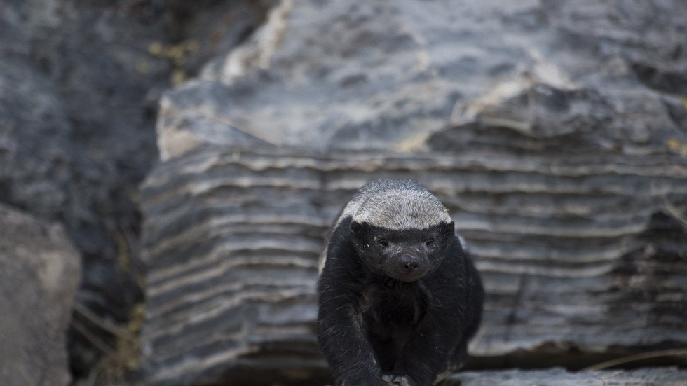 Researchers confirm existence of 5-million-year-old HONEY BADGER ...