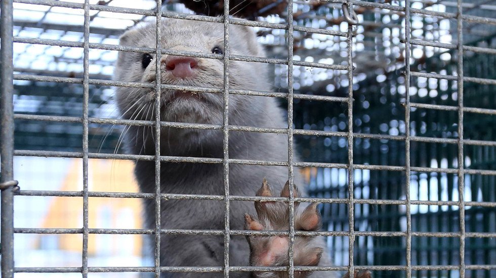 Greece finds COVID-19 in two mink farms, days after Denmark ordered ...