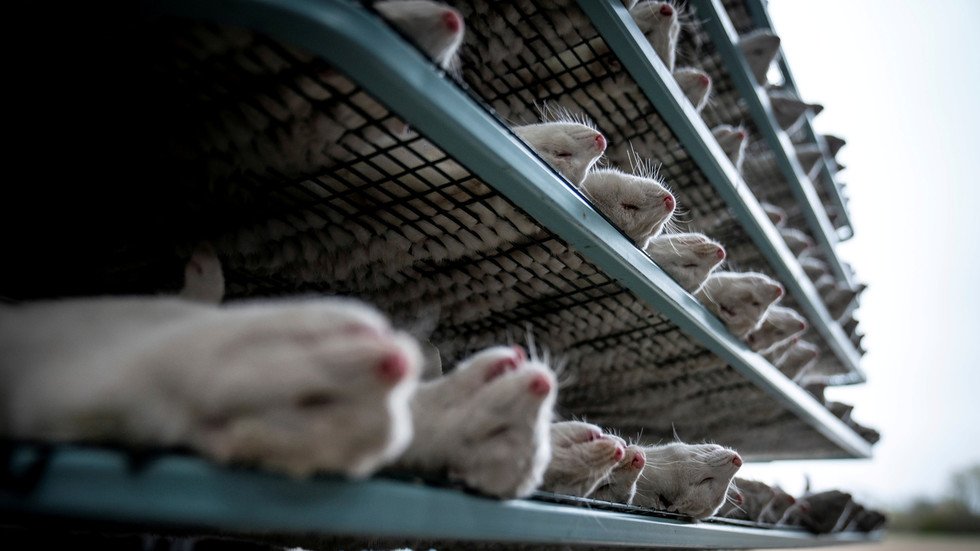 Danish agriculture minister resigns over illegal order to cull 17m mink ...