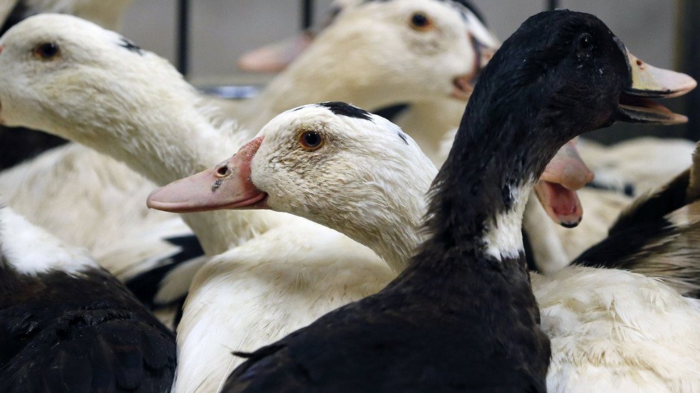France orders extermination of 6,000 ducks after major outbreak of bird ...