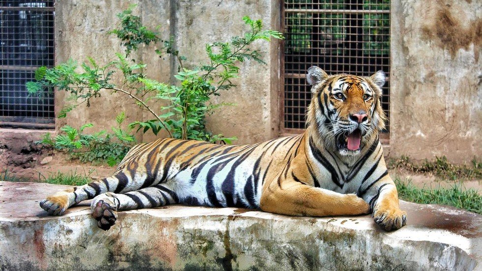 Tiger euthanized after health deteriorated in Covid-19 outbreak at ...
