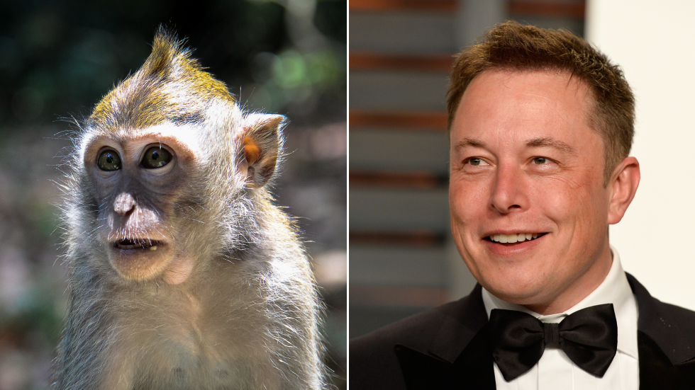 Elon Musk says his Neuralink startup has a brain-chipped MONKEY who ...