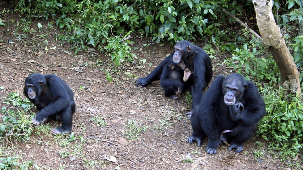 Scientists discover new bacterium linked to fatal, mystery chimp ...