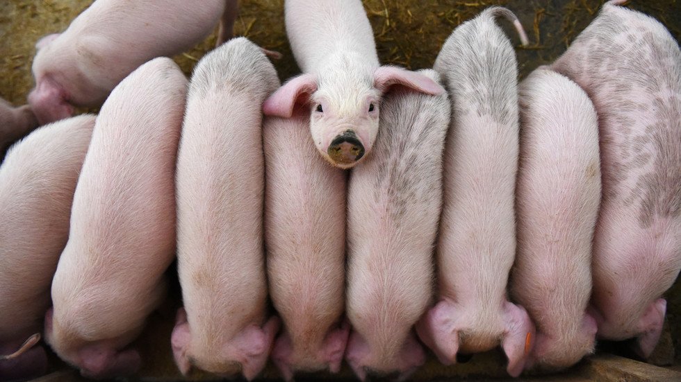 Some 3,000 pigs ordered to be culled in Hong Kong over African swine ...