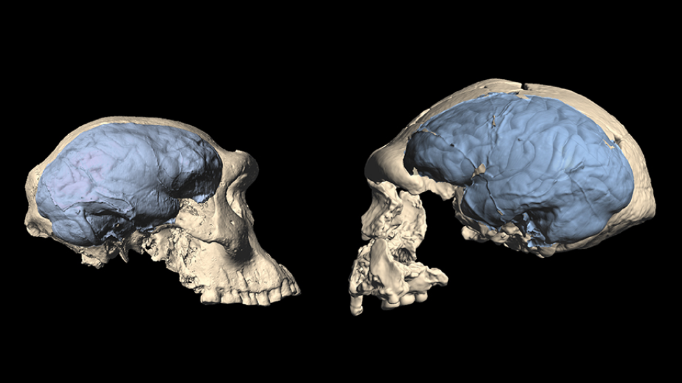 Modern brains evolved 1.7m years ago in Africa, study finds, after ...