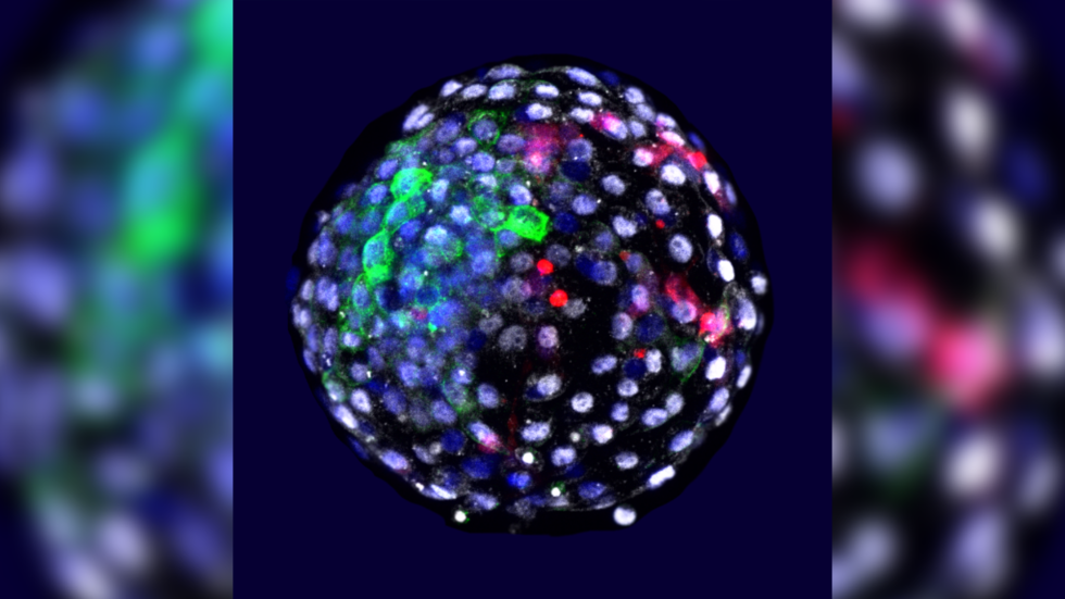 Scientists create first chimeric human-monkey embryos which can survive ...