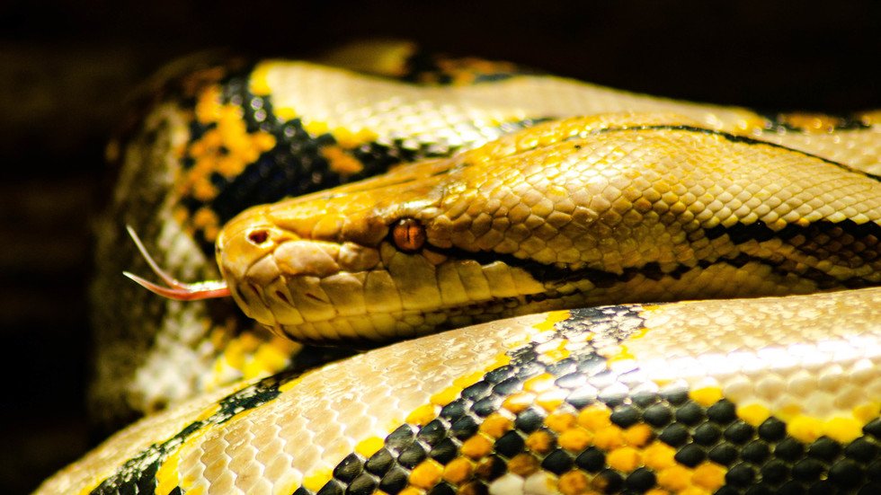 Python alert: Japanese police search for 3.5-meter pet reptile that ...