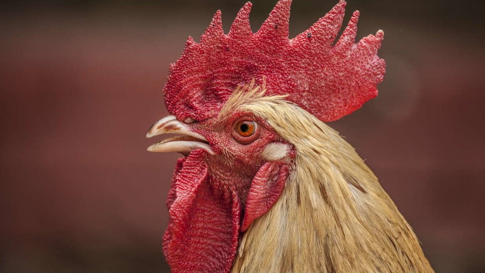 Don’t hug your chickens before they hatch? Bizarre CDC guidance about ...