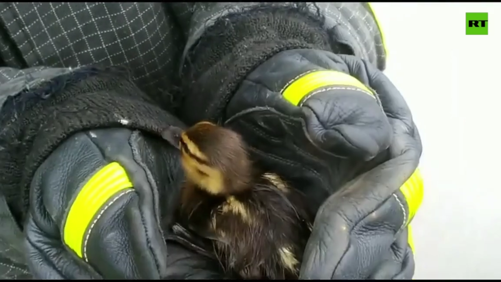 A ducky escape: Russian emergency workers launch operation to rescue ...