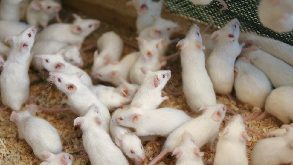 Israeli scientists extend lives of mice by 23%, say same may be ...