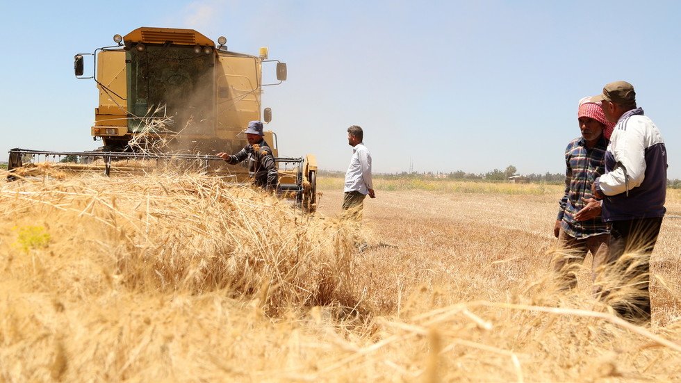 Syria is suffering a devastating wheat shortage the media claim is due ...