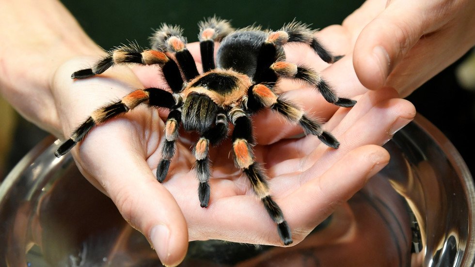 Hope for IBS sufferers as new study suggests synthetic TARANTULA VENOM ...