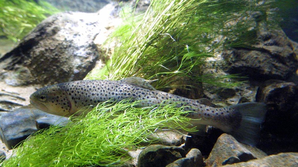 Contaminated waters can lead to meth addiction among FISH, new study ...