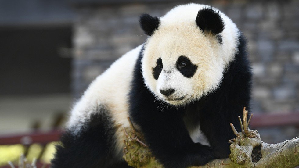 Giant panda no longer on ‘endangered’ species list as wildlife ...