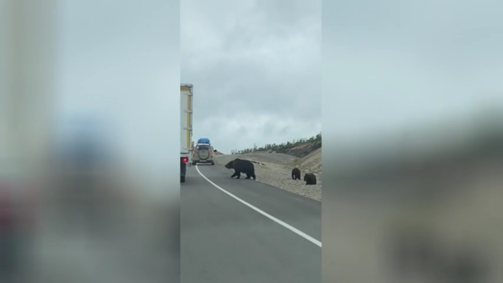 WATCH: Shocked motorists beep their horns as Asian black bears walk ...