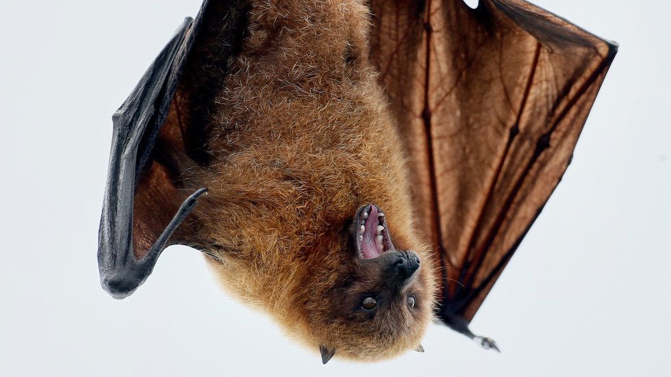 Deadlier than Covid-19, but less contagious: What we know about Nipah ...