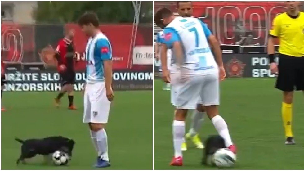 WATCH: Pitch-invading dog shows pedigree by NUTMEGGING player in ...