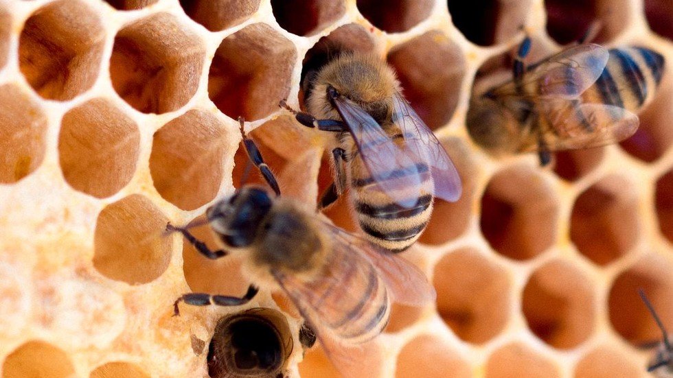 Some tropical bees started choosing raw meat over nectar — RT World News