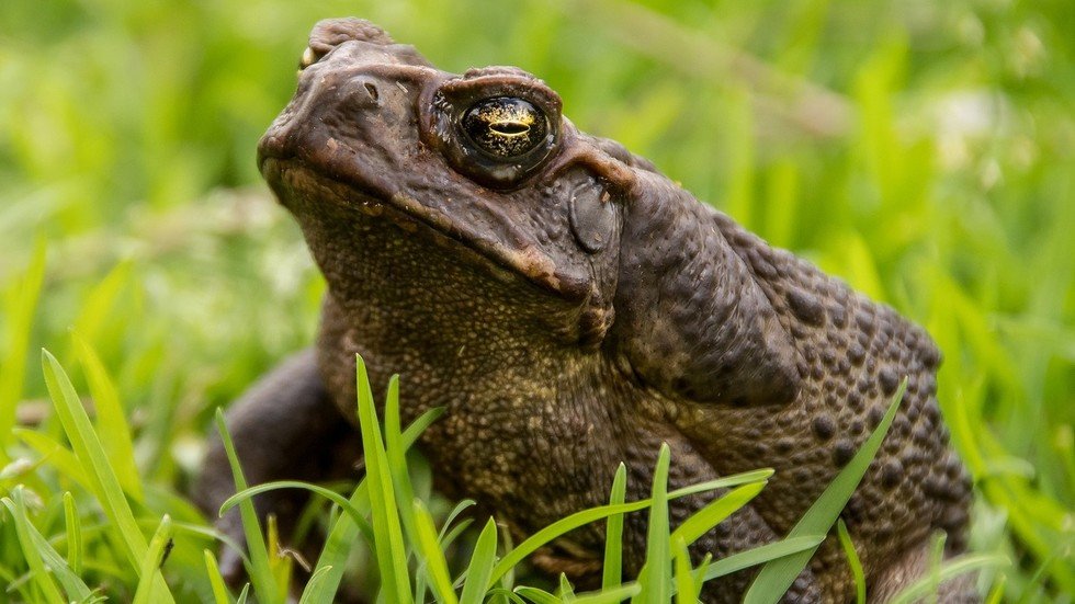 Sudden toad invasion threatens humans and pets — RT World News