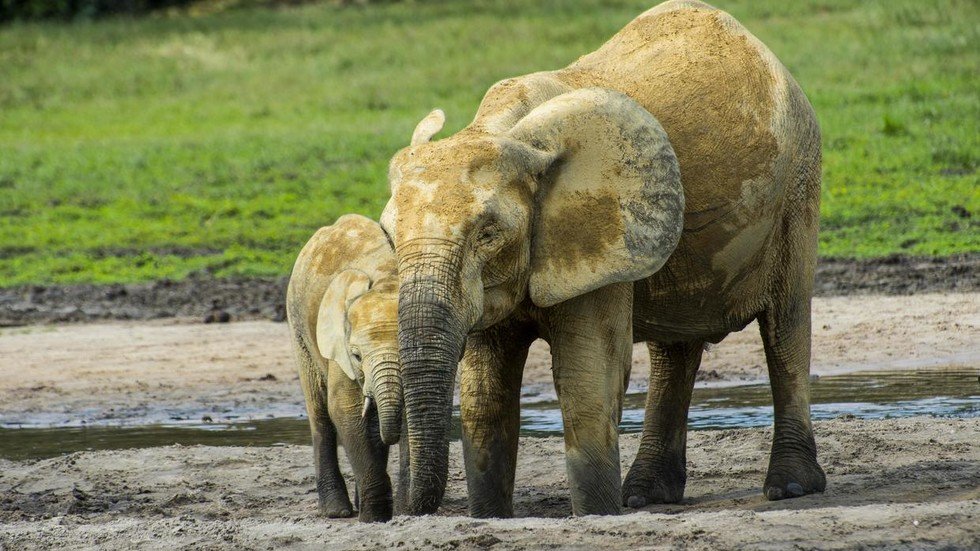 World faces largest species extinction since dinosaur era, WWF warns ...