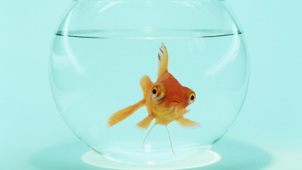 Goldfish learn how to drive (VIDEOS) — RT World News