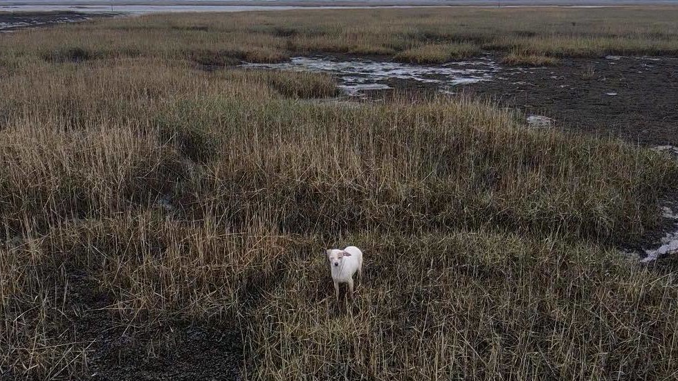 Stranded dog saved with sausage drone — RT World News