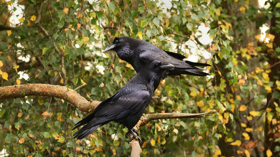 Crows trained for street-cleaning operations — RT World News