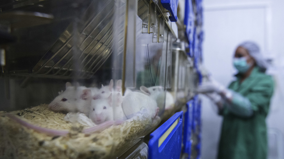 Paralyzed mice move in world-first experiment — RT World News