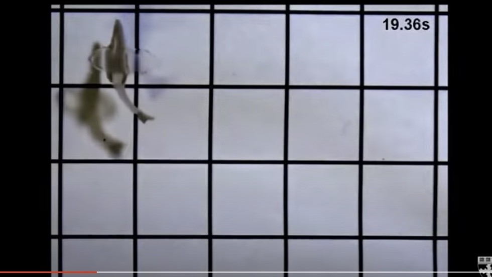 ‘Biohybrid’ fish built to test synthetic heart cells (VIDEO) — RT World ...