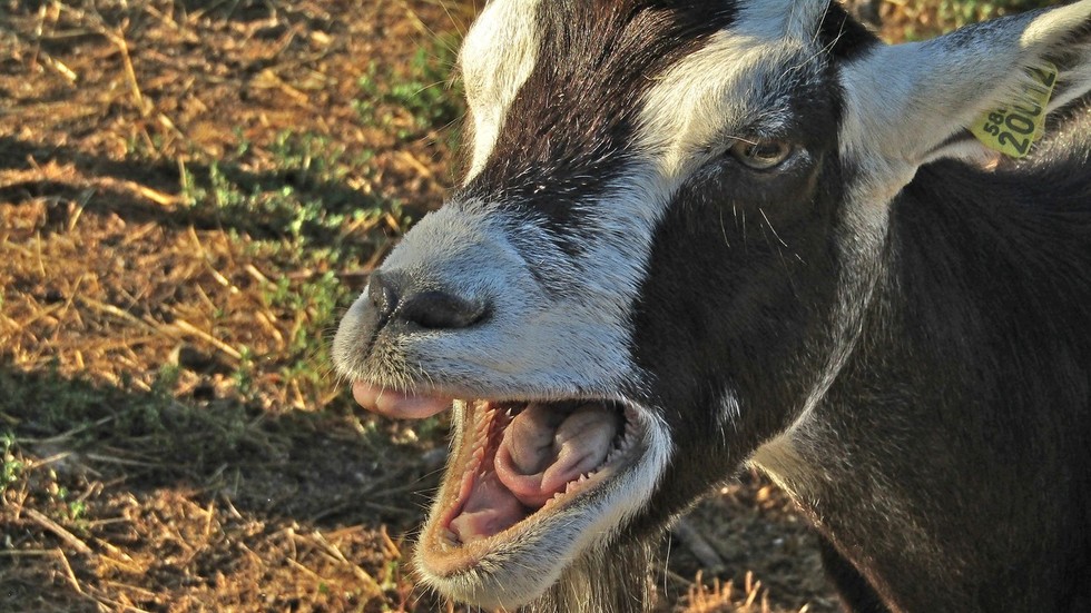 Musk blames ‘fun police’ for Tesla’s recall over goat & fart noises ...