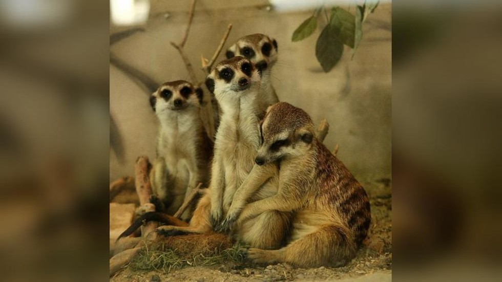 Feed your ex to animals – Russian Zoo — RT Russia & Former Soviet Union