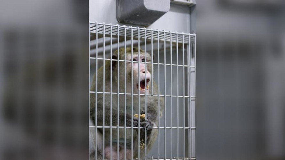 Musk’s Neuralink confirms monkey deaths — RT World News