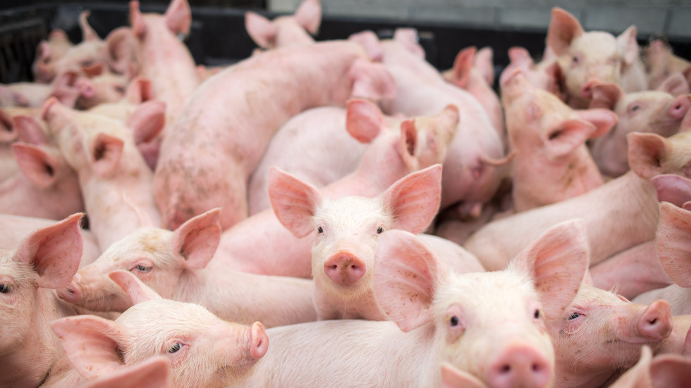 Billionaire wants McDonald’s pigs to travel to slaughterhouse in ...