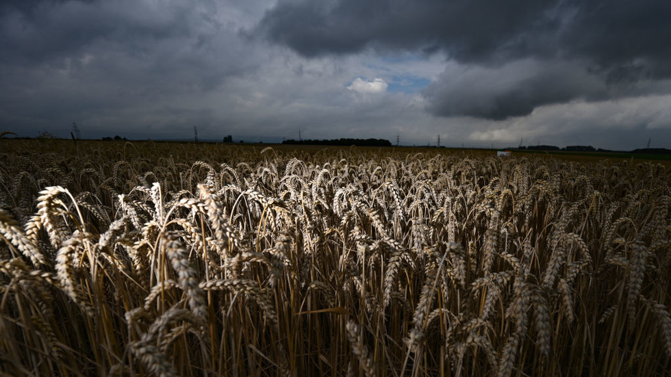 Russian wheat exports plunge — RT Business News