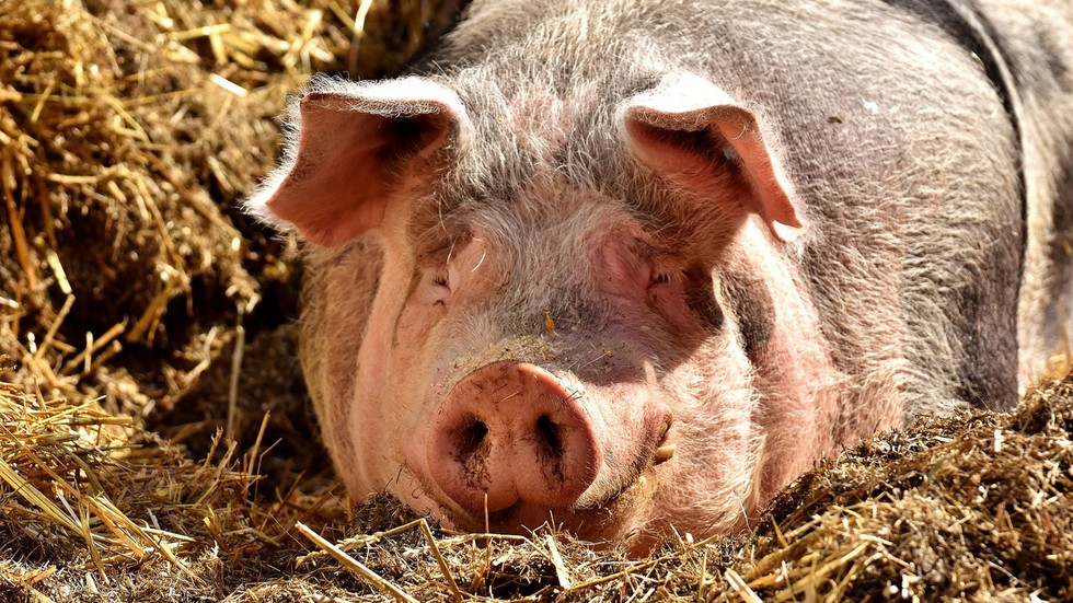 Doctor reveals why pig heart transplant recipient died — RT World News