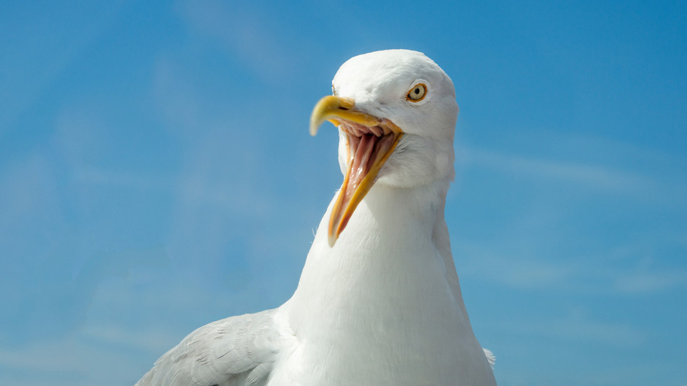 Shoplifting seagull wanted for knocking off Tesco — RT World News