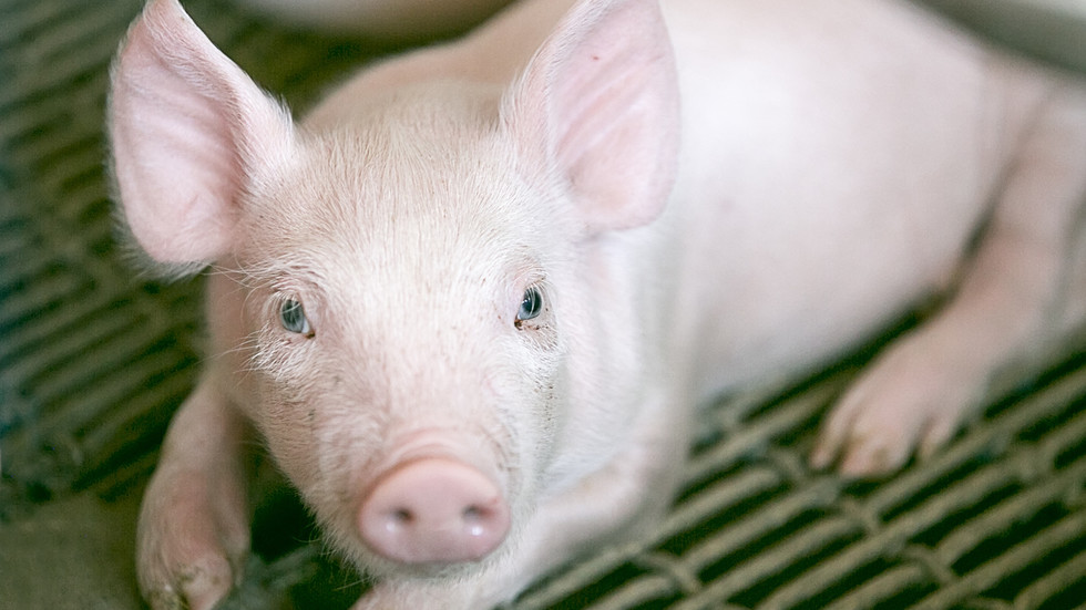 Dead pigs’ organs partially revived – study — RT World News
