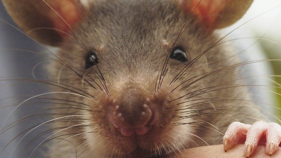 Parisians must live with rats – mayor — RT World News