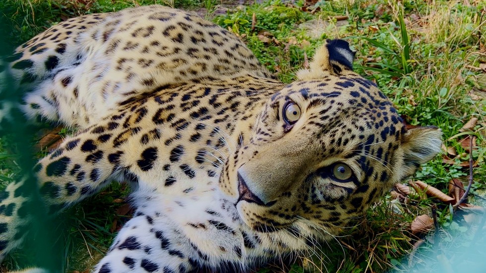 Protecting Wildlife: Caucasus Nature Reserve — RT Inland Visions